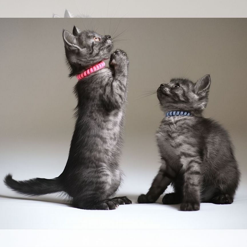 Шотландский прямоухий короткошёрстный котёнок