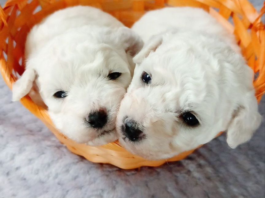 Чистопородные щенки Бишон