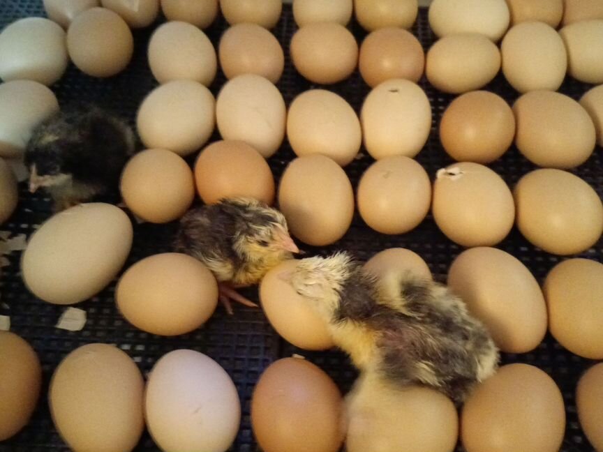 Цыплята суточные несушки