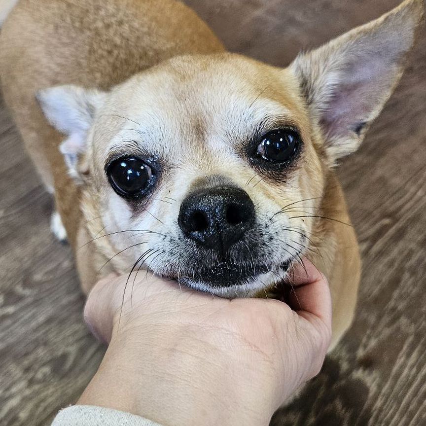 Чихуахуа, взрослый пёс из приюта