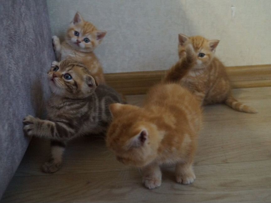 Шотландские котята
