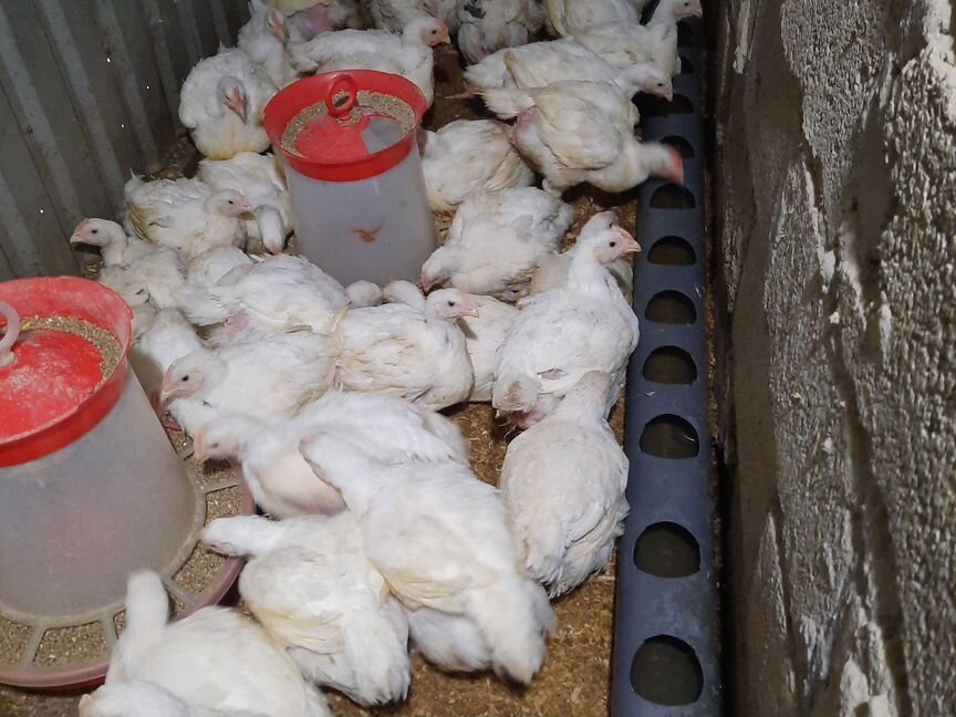 Куры бройлеры