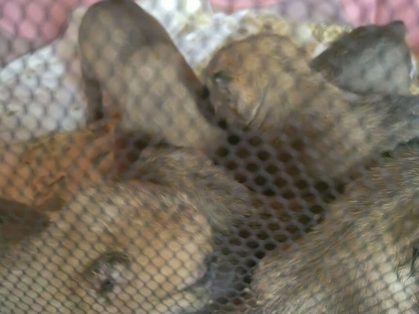 Щенки кане корсо