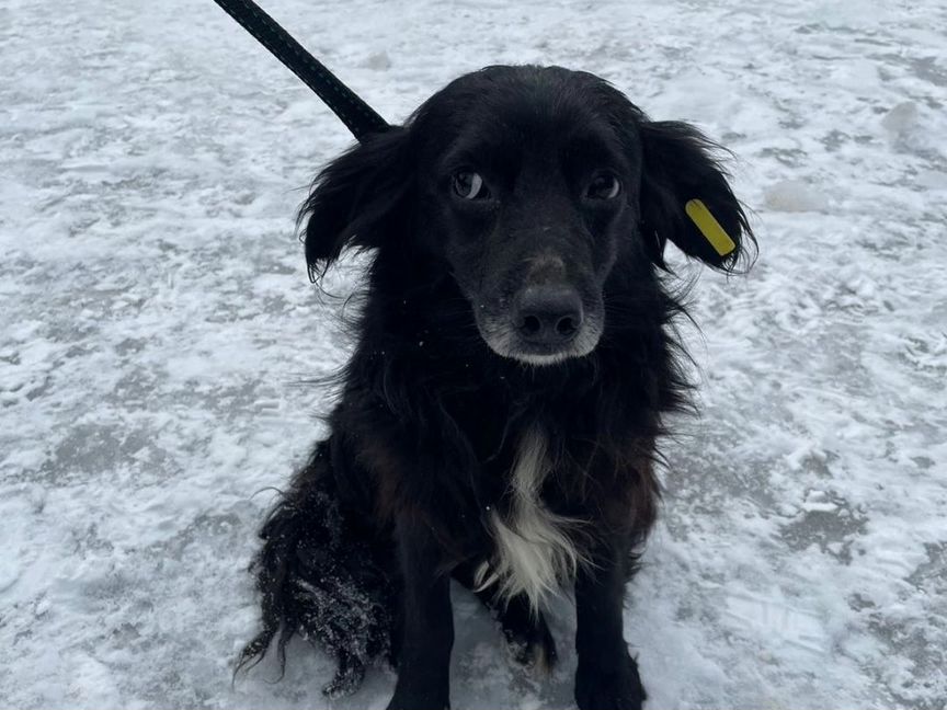 Собака в добрые руки