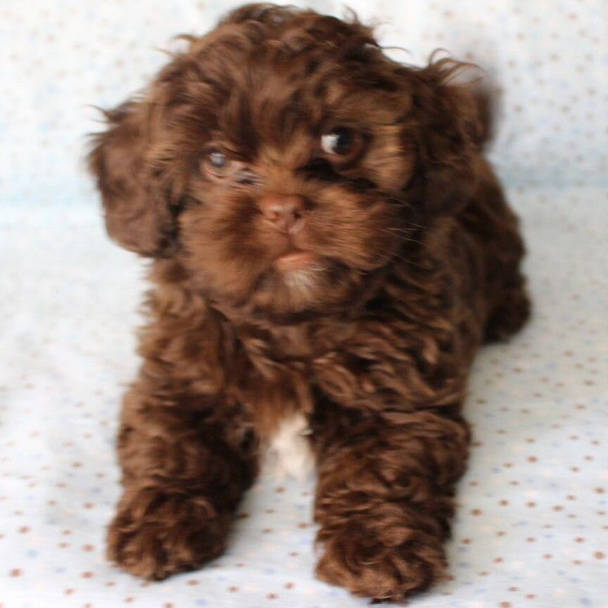 Мальтипу, щенок