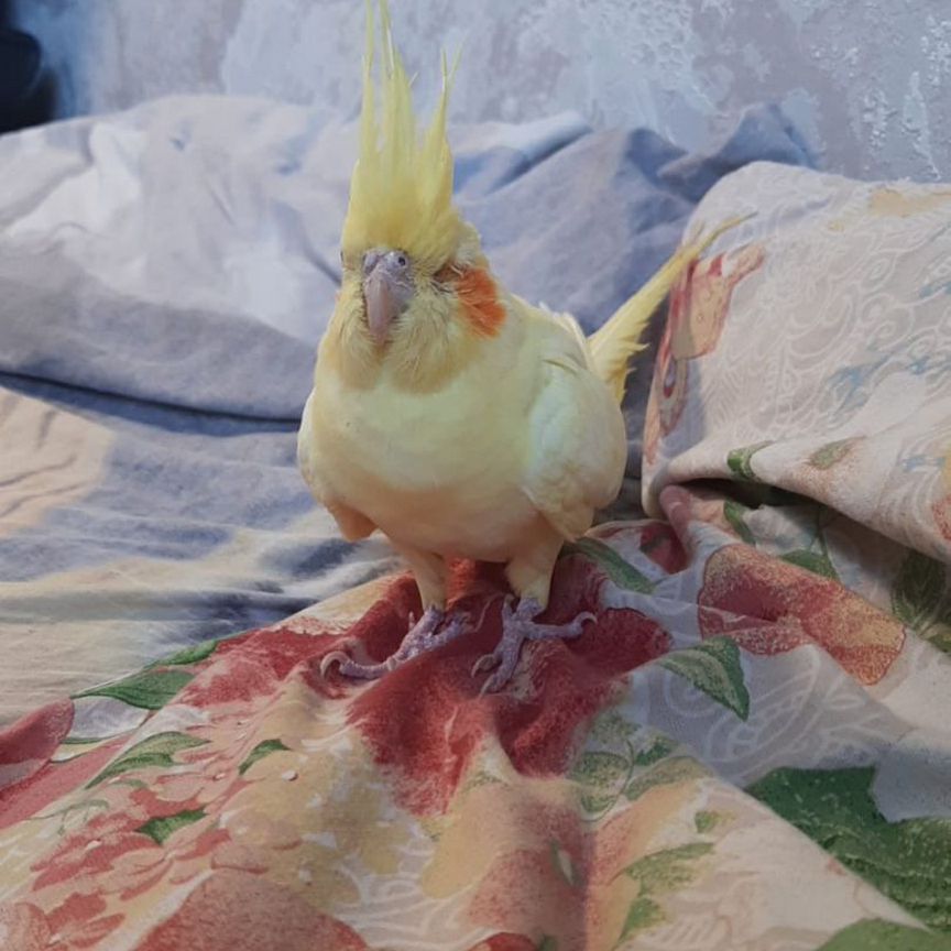 Попугай карелла с клеткой