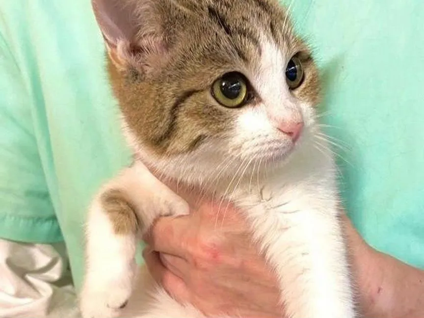 Котенок Кроша ищет дом
