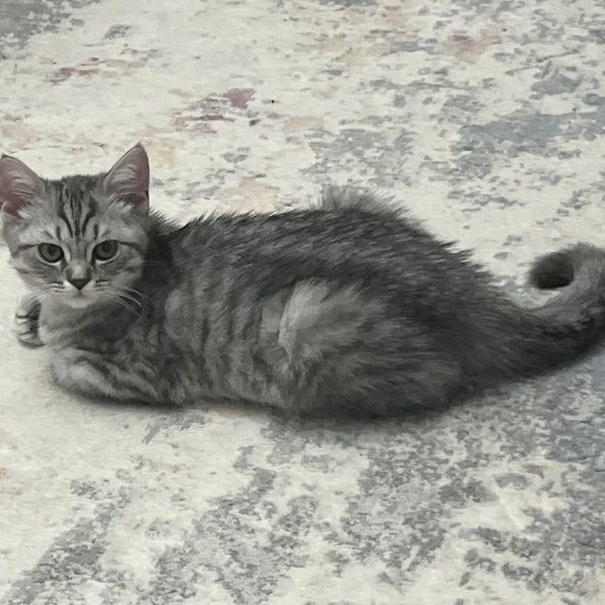 Котенок мальчик метис сбирской и шотландца