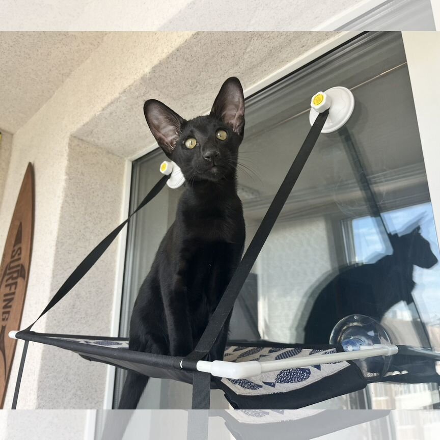 Ориентальный котёнок