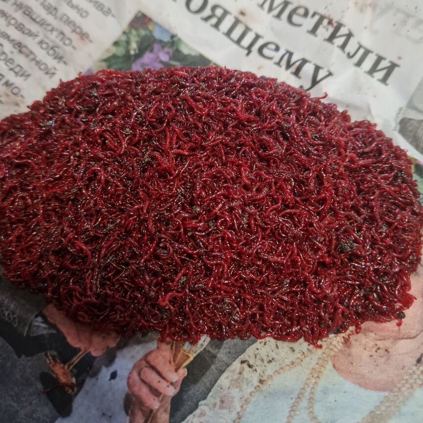 Корм для аквариумных рыб