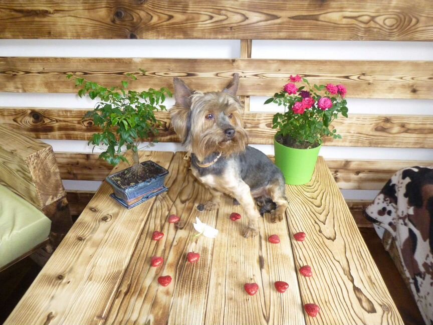 Йоркширский терьер мальчик