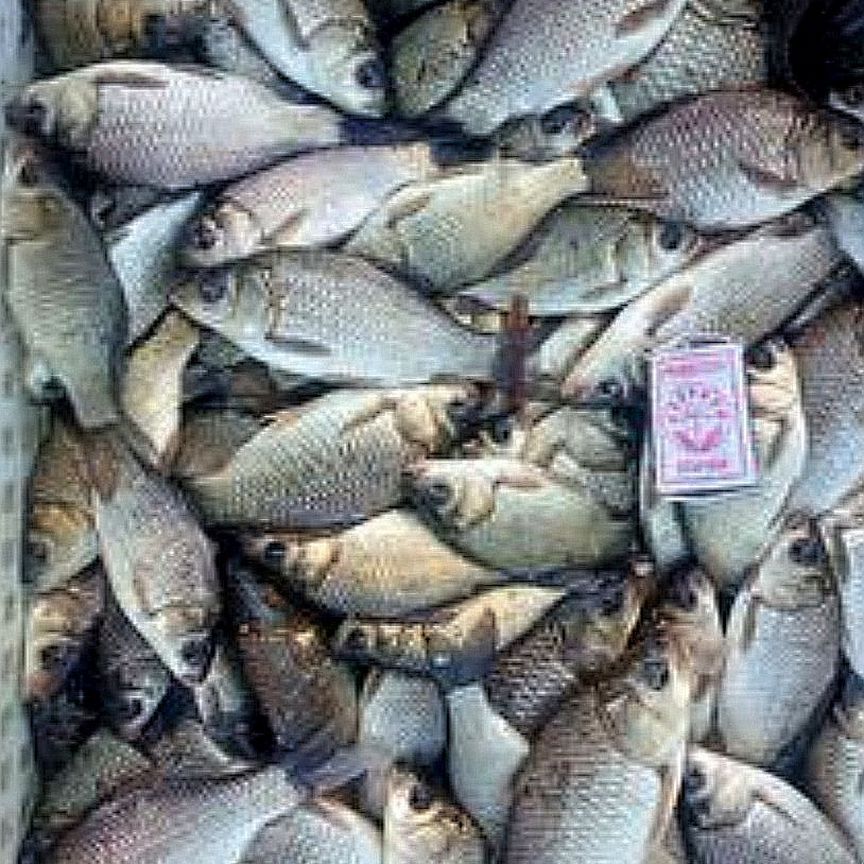 Свежий карась на корм / муку