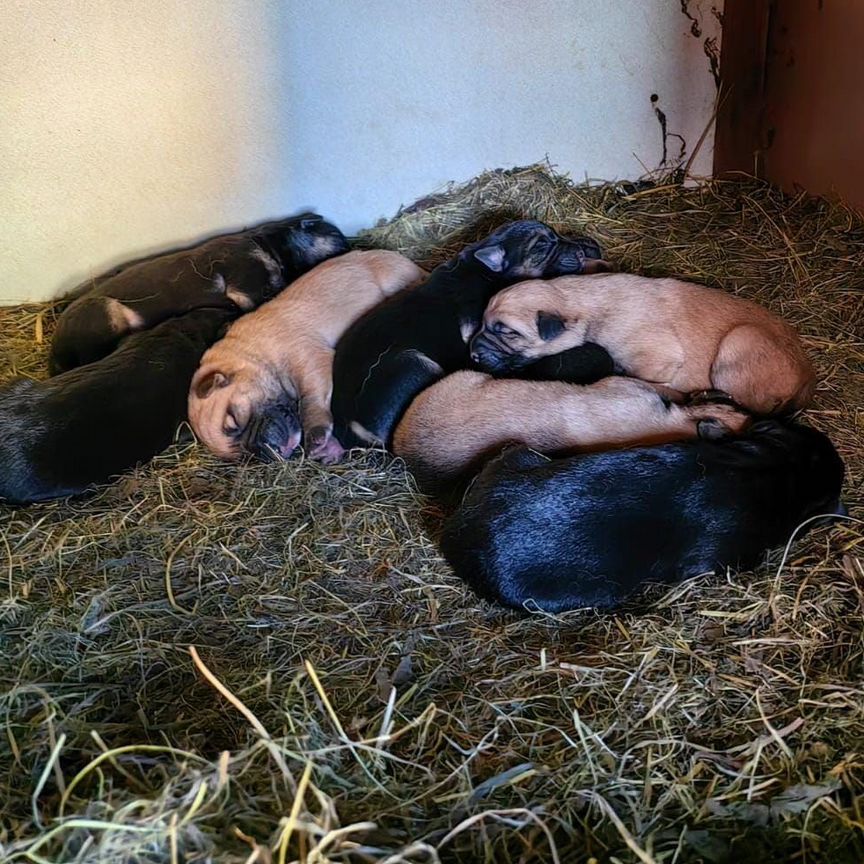 Щенки немецкой овчарки