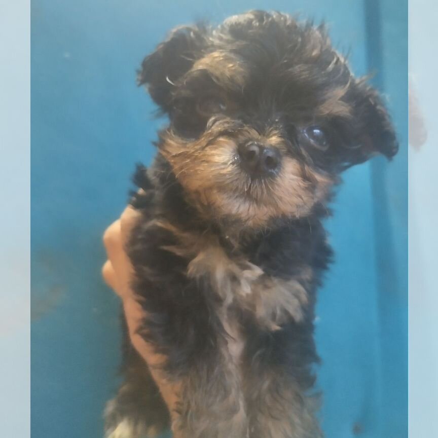 Щенок от частного владельца