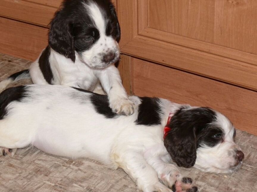 Английский спрингер спаниель. Кобели