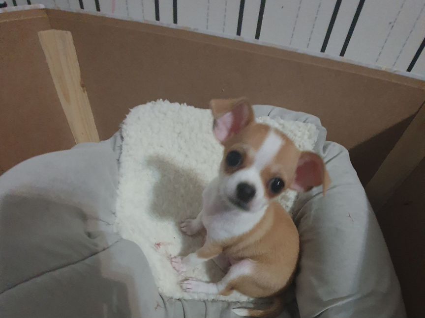 Щенки чихуахуа