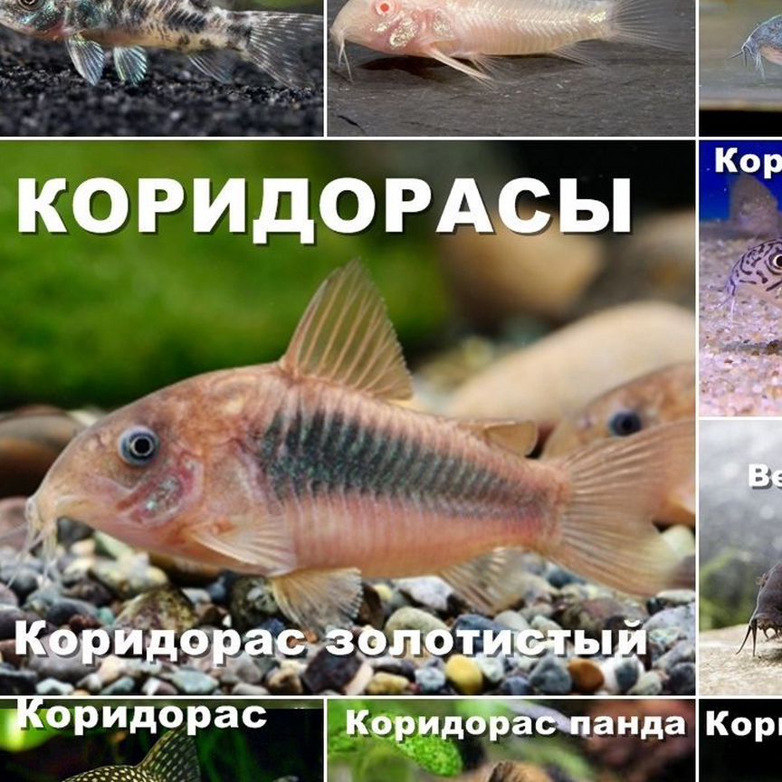 Коридорас панда, венесуэла, крапчатый