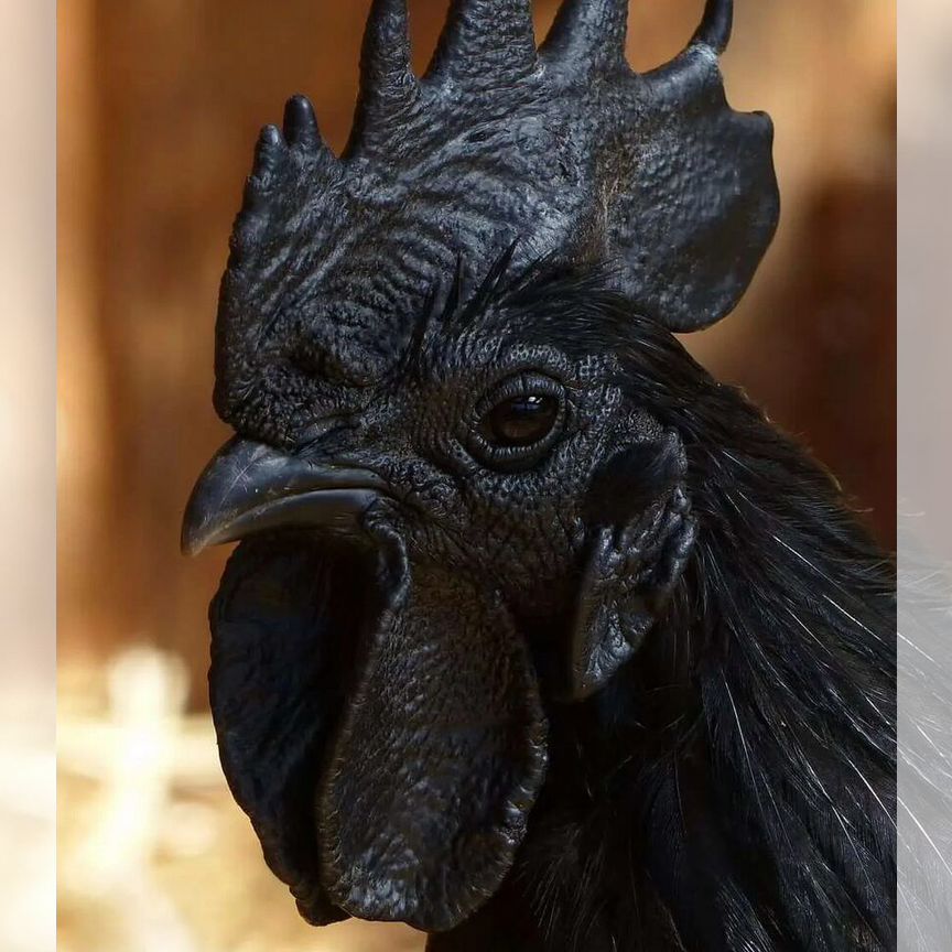 Петухи Аям-цемани