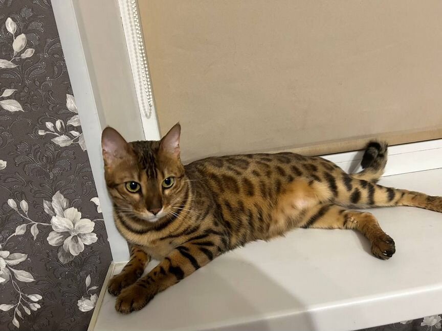Бенгальская кошка в добрые руки