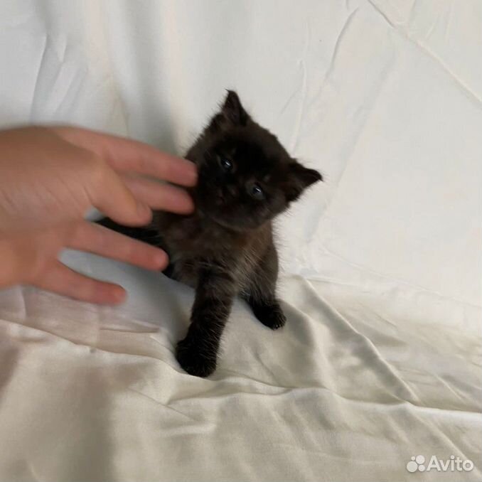 Котенок от ловчей кошки