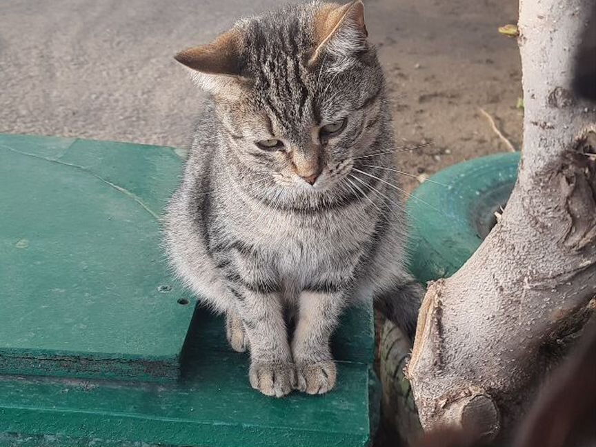 В добрые руки