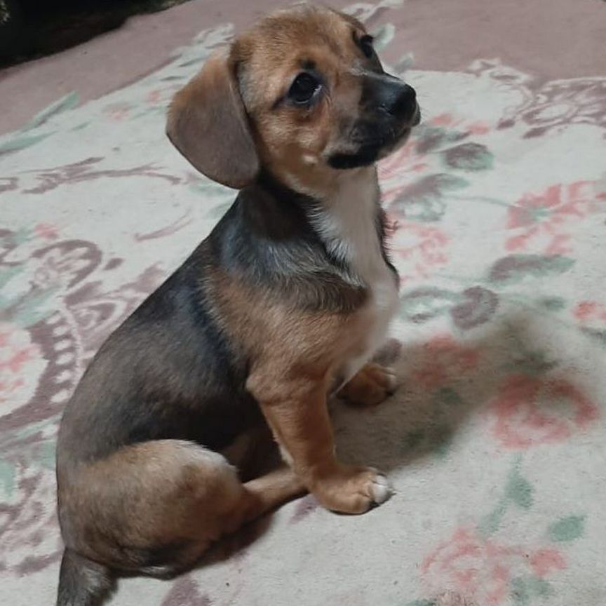 Такса, щенок