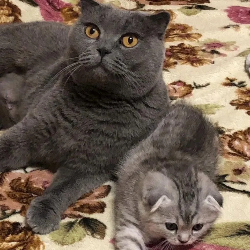 Шотландские вислоухие котята