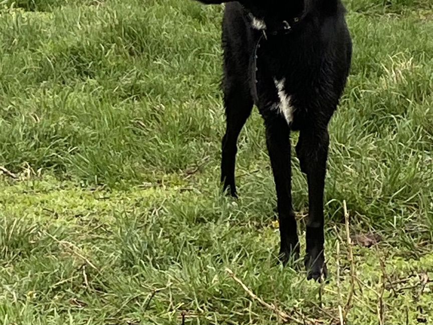 Отдам в добрые руки