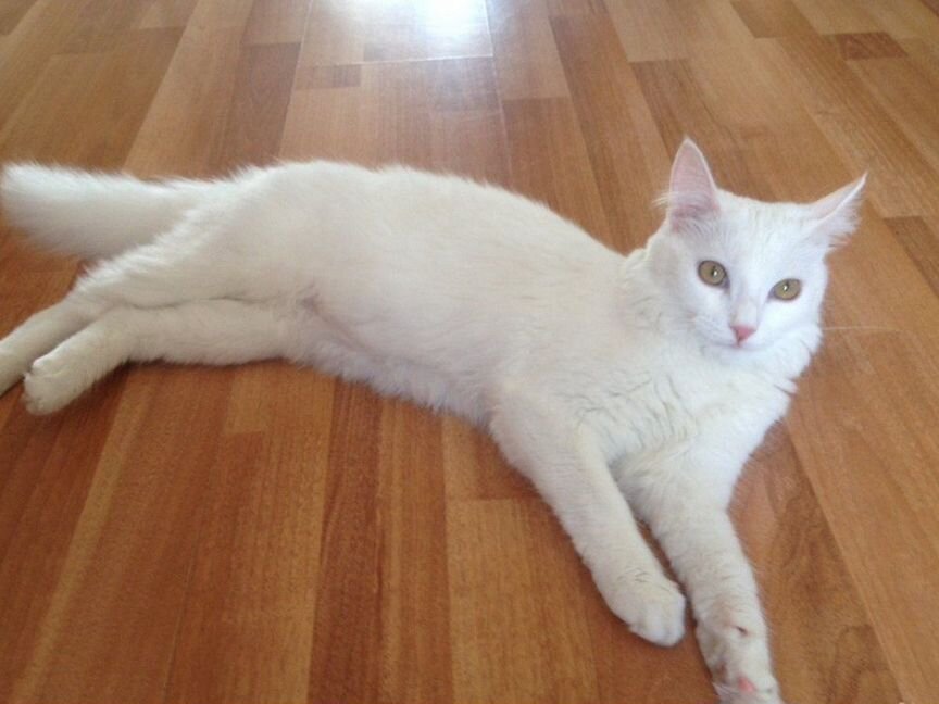 Белая ангорская кошечка Снежана, 6 мес