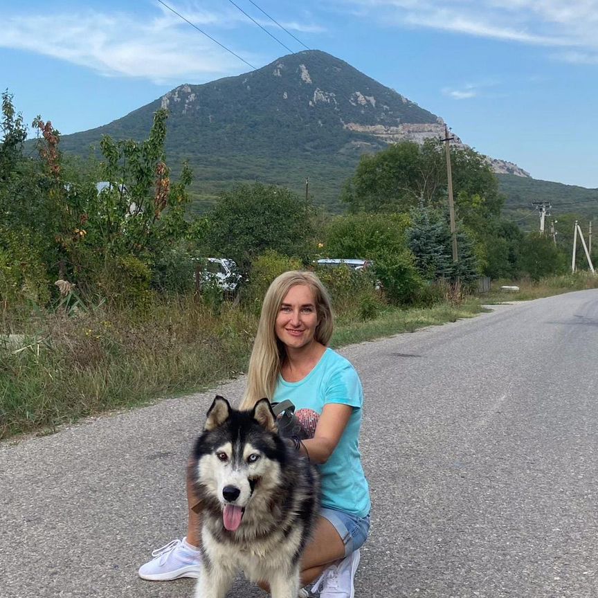 Маламут Грей в дар