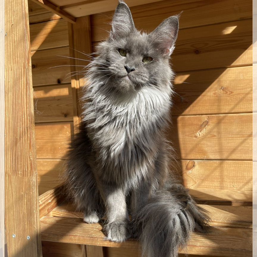 Мейн-кун котёнок