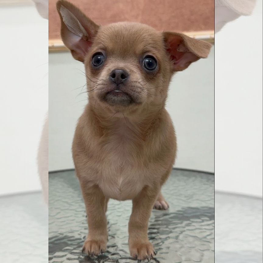 Солнечная девочка чихуахуа