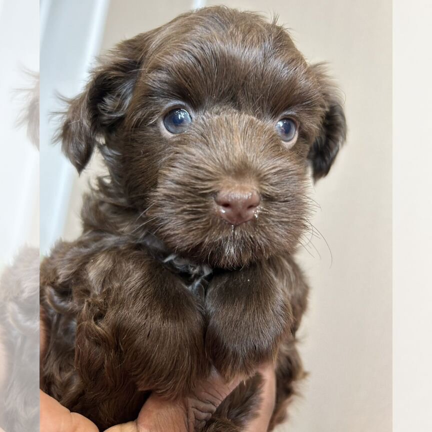 Мальтипу, щенок