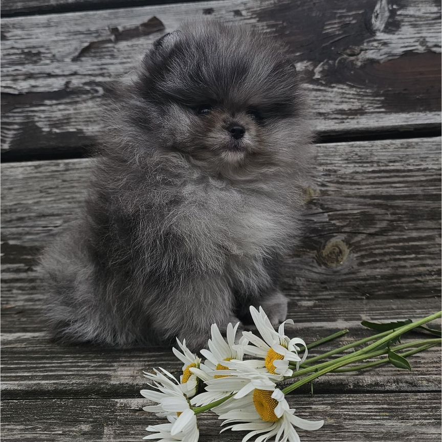 Шикарный померанец