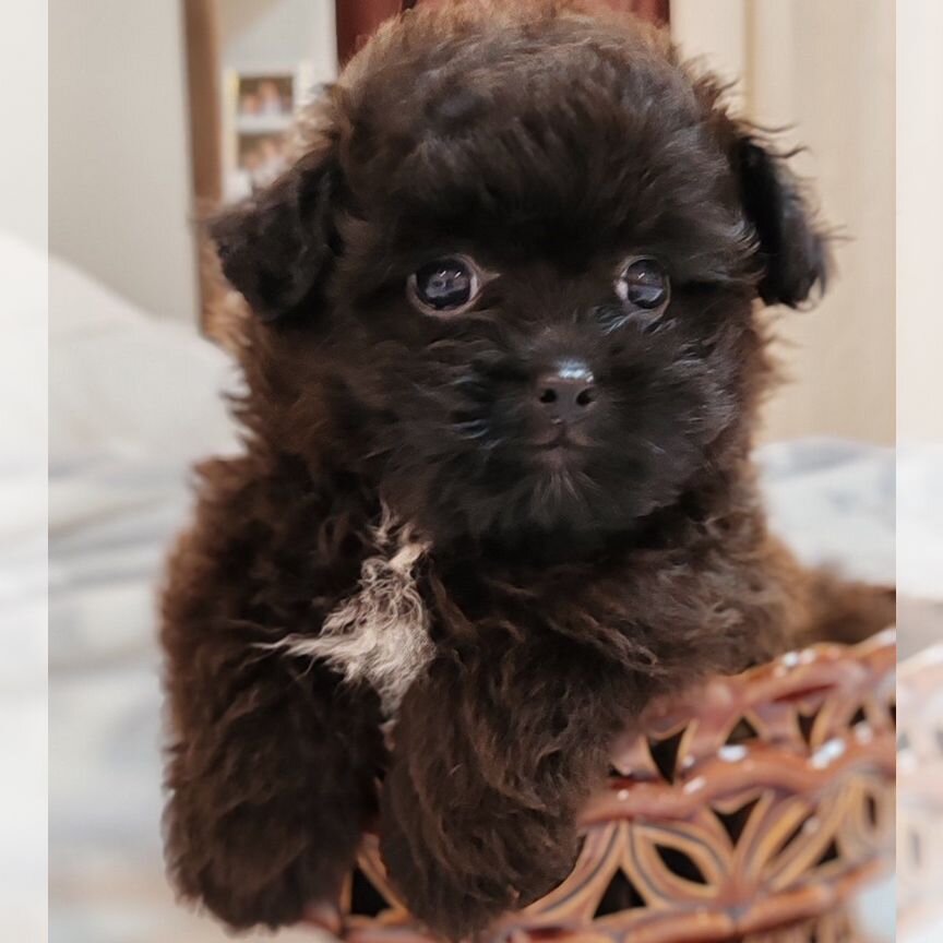 Мальтипу, щенок