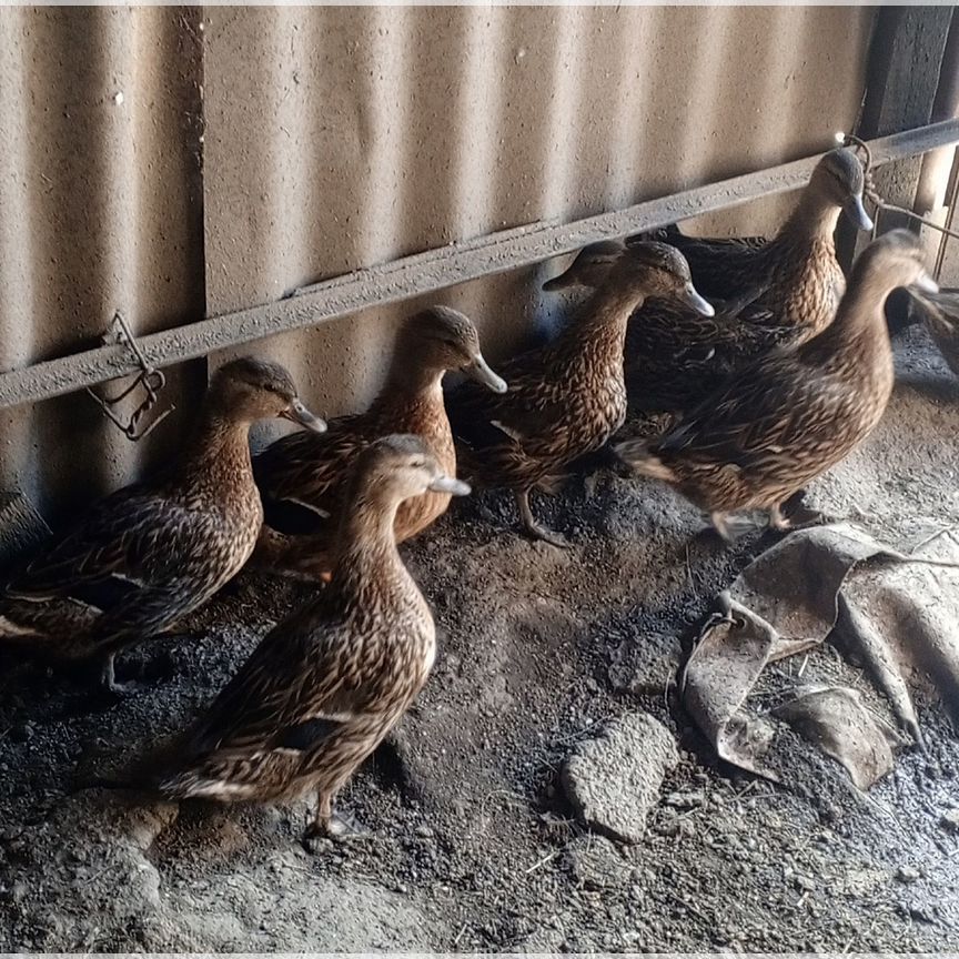 Подсадные утки