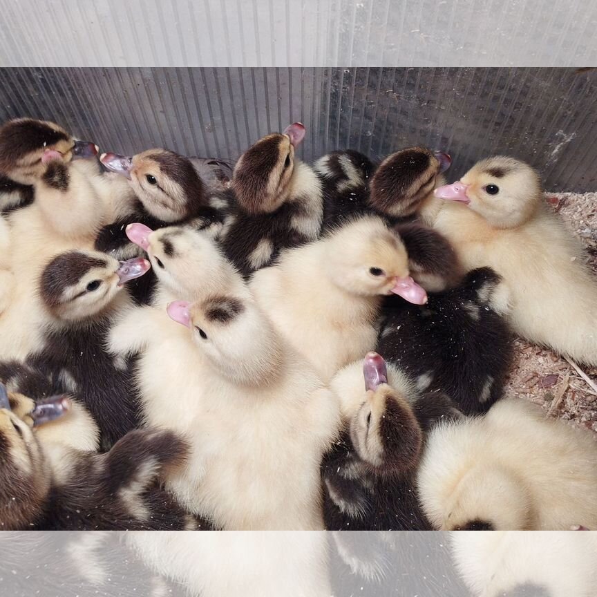 Индоутята суточные