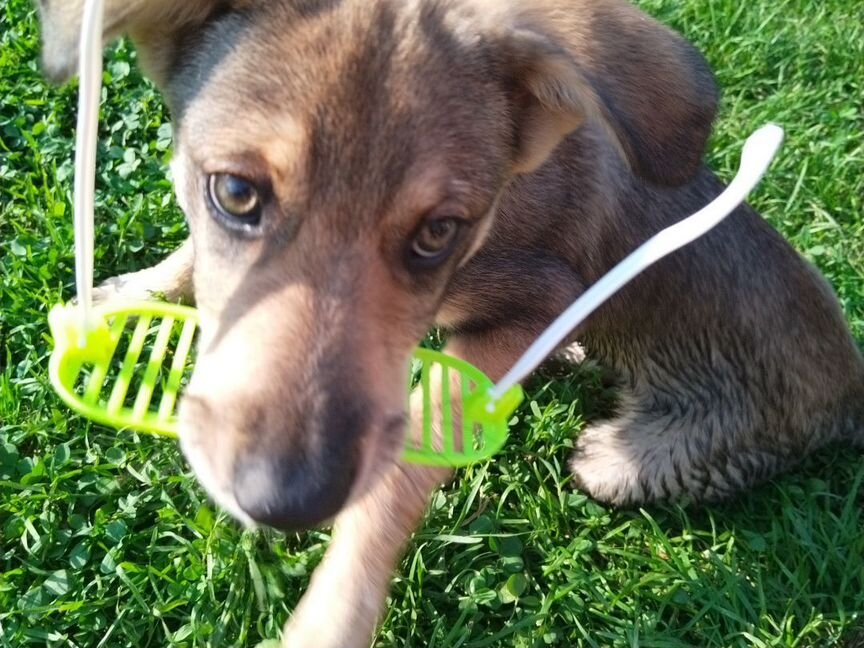 Подрощенный щенок в частный дом