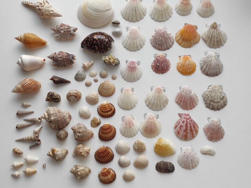 Морские и речные ракушки и раковины