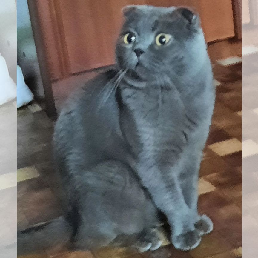 Кошки в добрые руки