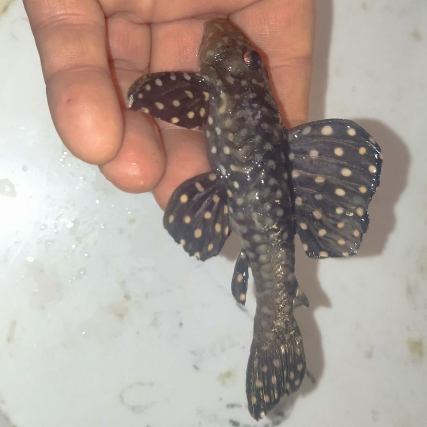 Номерной сом L 201