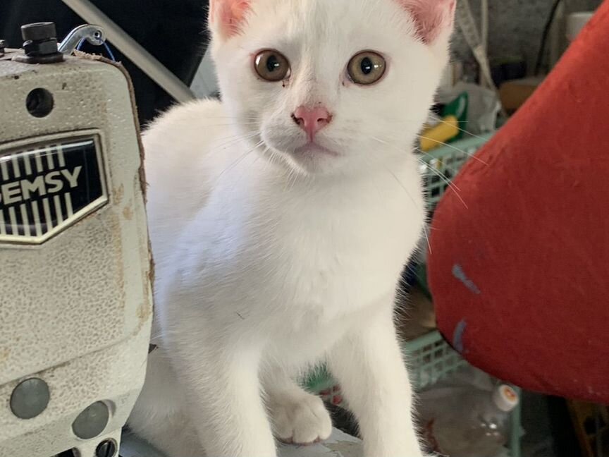 Котики 3,5 месяца