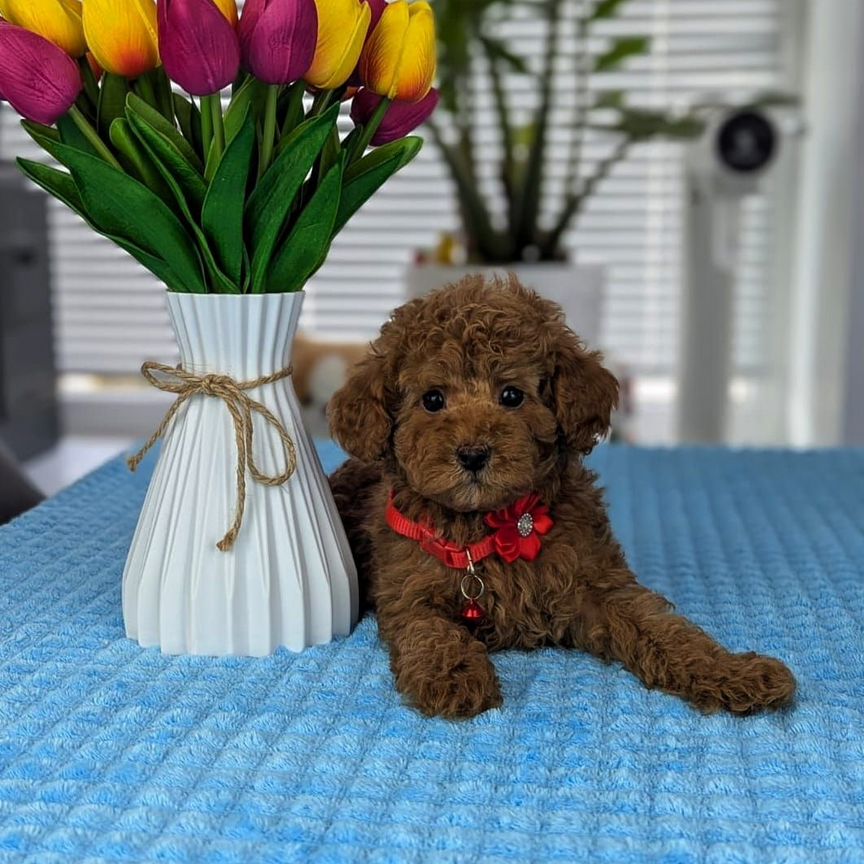 Пудель мальчик мини редбраун 2 мес с документами