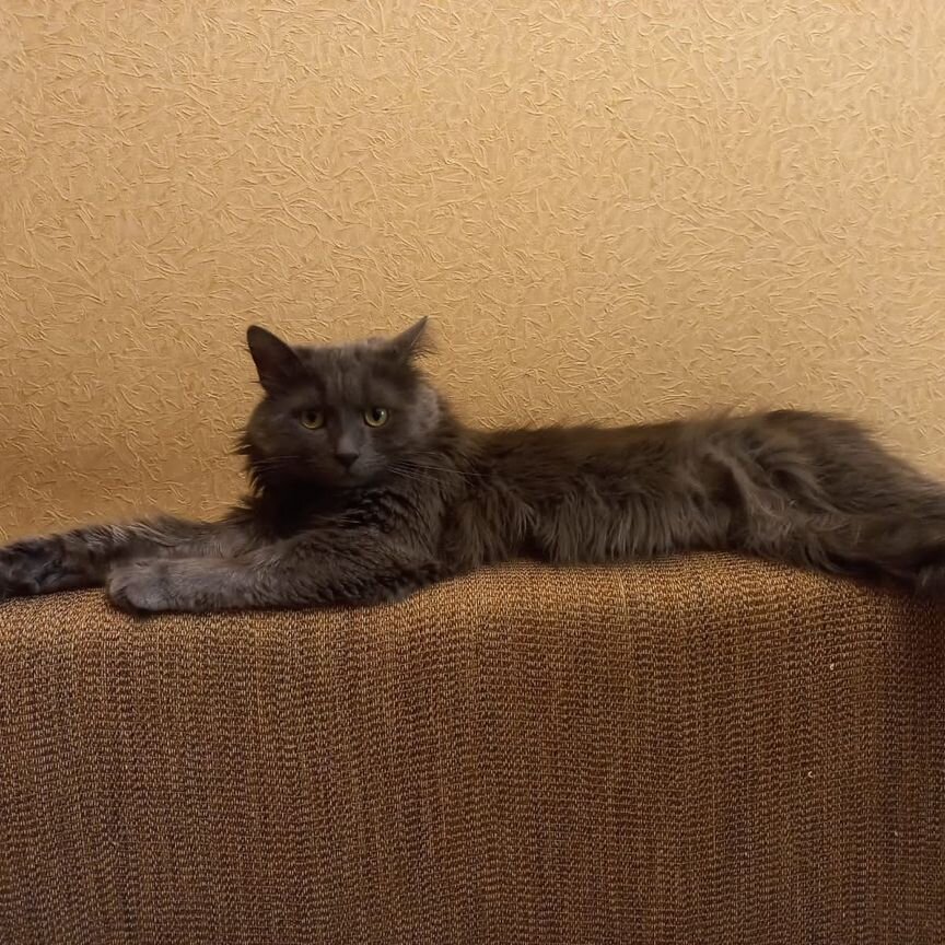 Отдам в хорошие руки