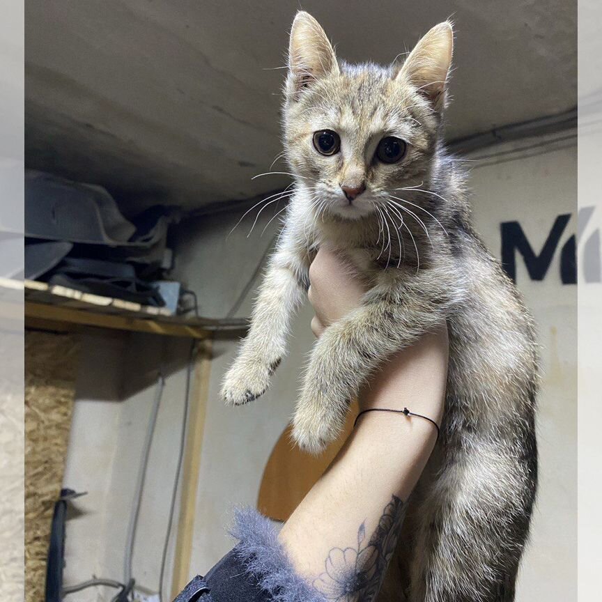 Ориентальный котёнок