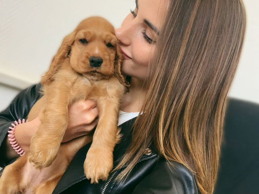 Щенок английского кокер-спаниеля