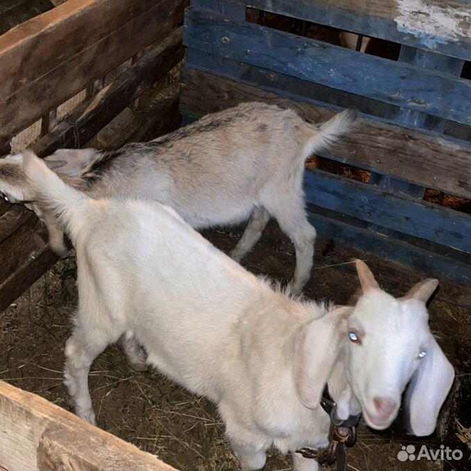 Англо нубийские козлята