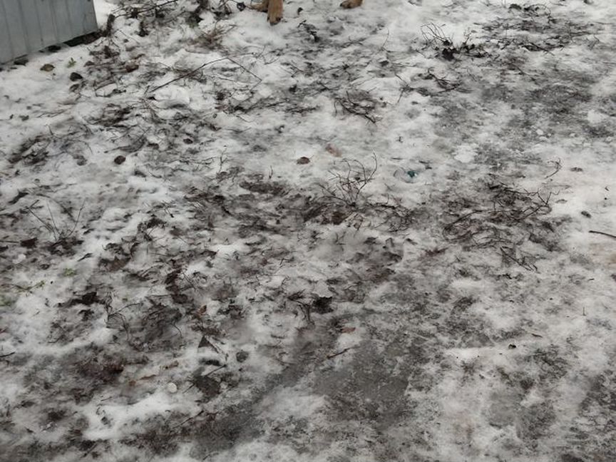 Собака молодой кабель