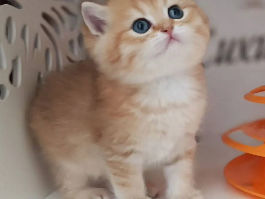 Котята золотая шиншилла бронь