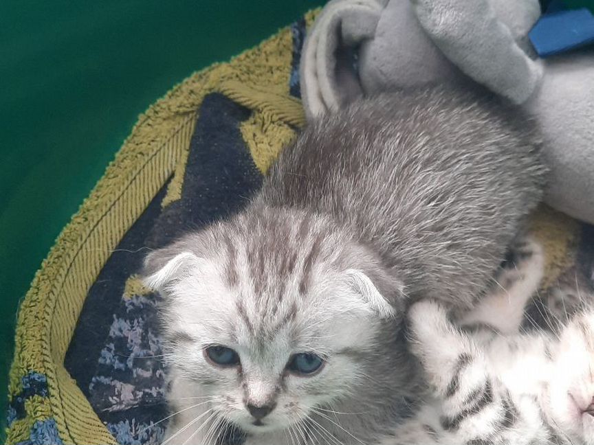 Котенок девочка вислоухая